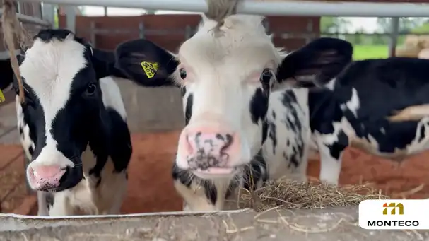 Problemas respiratorios en la crianza de becerras | Engormix